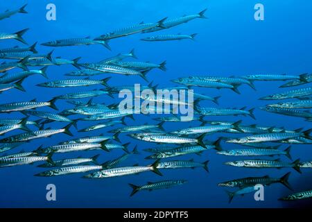 Mediterranean barracuda, European barracuda (Sphyraena sphyraena ...