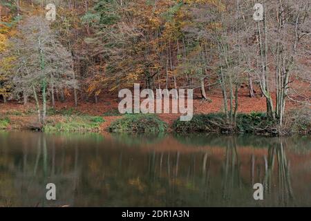 Soudley Ponds in Forest of Dean, Gloucestershire England UK. River ...