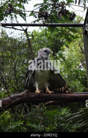 A vertical shot of a Papuan eagle perched on the branch Stock Photo - Alamy