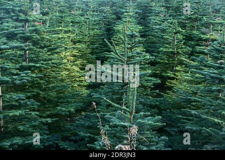 Beautiful spruce trees seen at Glencullen Christmas tree farm, County ...