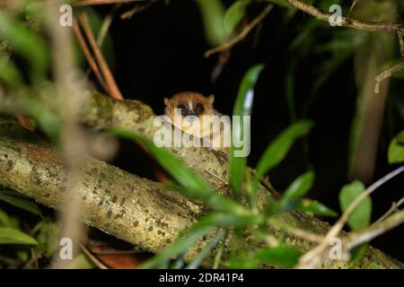 Goodman's mouse lemur (Microcebus lehilahytsara) from Andasibe NP ...