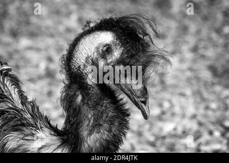 Ostrich’s are flightless and the fastest birds on land Stock Photo - Alamy