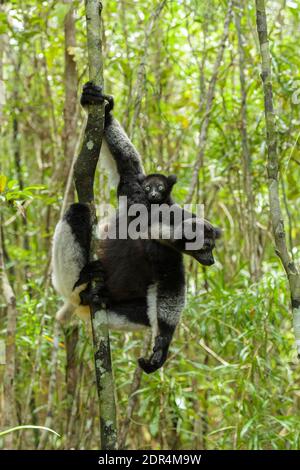 Female and baby Indri (Indri indri), Palmarium Reserve, Madagascar ...