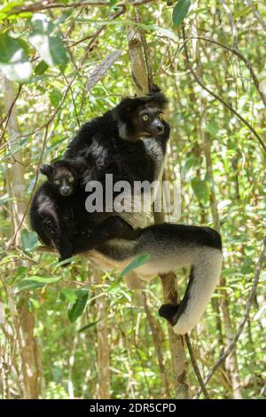 Female and baby Indri (Indri indri), Palmarium Reserve, Madagascar ...