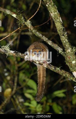 Furry-eared dwarf lemur (Cheirogaleus crossleyi) Andasibe-Mantadia ...