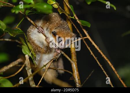 Furry-eared dwarf lemur (Cheirogaleus crossleyi) Andasibe-Mantadia ...