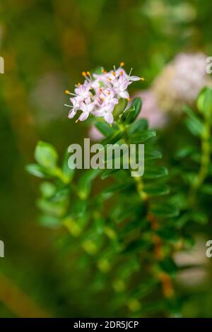 Pink Rice Flower, Pimelea ferruginea, also known as Coastal Banjine ...