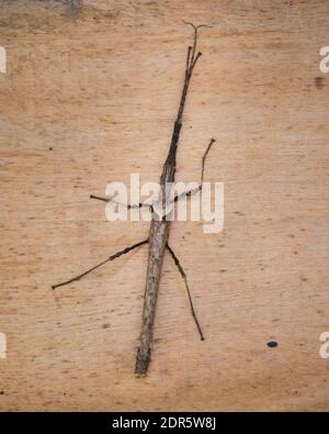 Stick Insect, Yasuni National Park, Amazon, Ecuador Stock Photo - Alamy