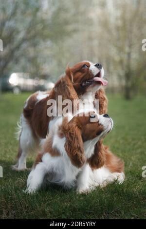 Two sisters and dog cavalier king charles spaniel dog in red winter ...
