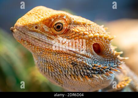macrophotography of a colorful pogona in a vivarium. green bokeh in the ...
