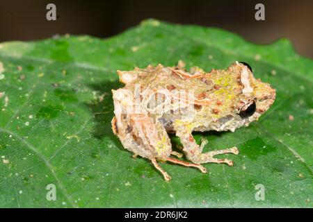 Mutable Rainfrog (Pristimantis mutabilis) on a leaf in the understory ...