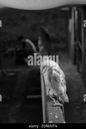 Grayscale shot of an owl in the zoo with its wings spread wide Stock ...