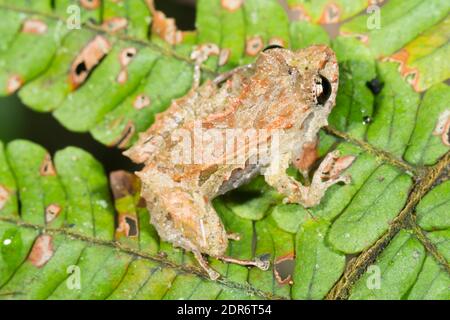 Mutable Rainfrog (Pristimantis mutabilis) on a leaf in montane ...