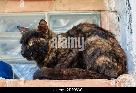 tabby stray cat with scruffy fur walking looking at camera on a road in ...