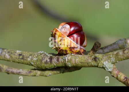Chestnut, conker in autumn forest Stock Photo - Alamy
