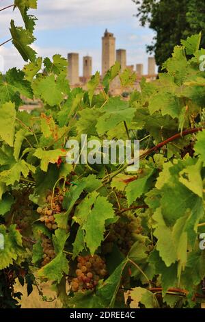 Vernaccia di San Gimignano Grape Stock Photo - Alamy
