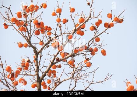 Snow-covered red persimmons are like lanterns on the branches of the ...