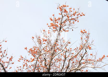 Persimmon on trees like red lanterns in Yichang City, central China's ...