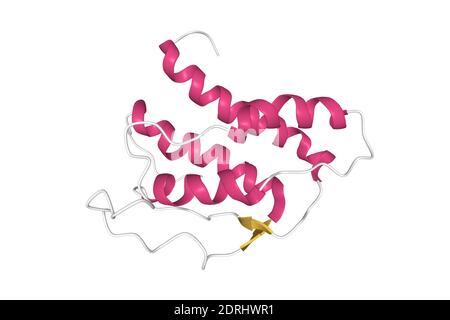 Structure of human interleukin-2, 3D cartoon model isolated, white ...