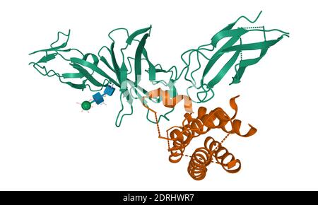 Structure of human interleukin-2, 3D cartoon model isolated, white ...
