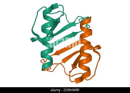 Structure of human interleukin-6, 3D cartoon model isolated, white ...