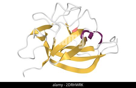 Structure of human interleukin-2, 3D cartoon model isolated, white ...