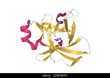 Structure of human interleukin-2, 3D cartoon model isolated, white ...