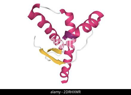 Human prion protein molecule. Computer model showing the secondary ...