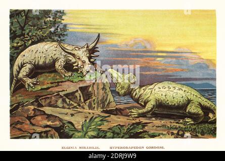 Elginia mirabilis, herbivore pareiasaur of the Late Permian ...