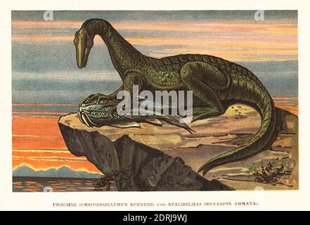 Protorosaurus speneri, a lizard-like reptile, and Menaspis armata, an extinct genus of ...