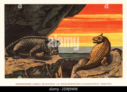 Geikia elginensis, dicynodont therapsid of the late Permian, and ...