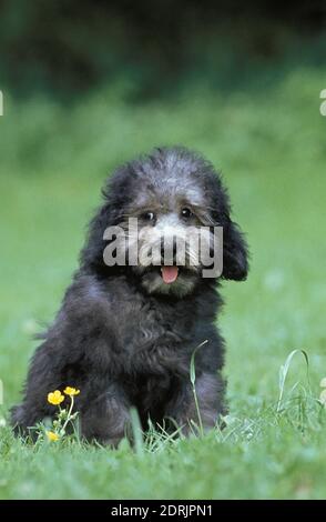 Standard grey Poodle sitting on a bridge in a garden in Windsor Stock ...