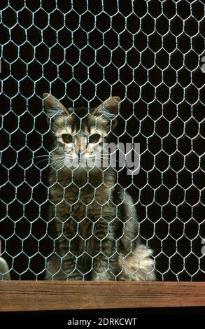 Domestic Cat behing Fence Stock Photo - Alamy