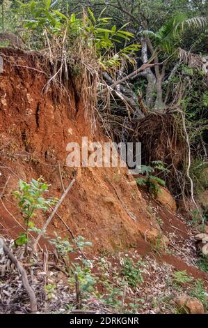 Landslip on unconsolidated ground, exposing basalt boulders. Red ...