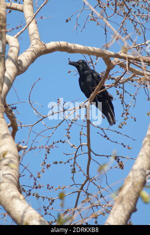 Thick-billed Crow, large-billed crows (Corvus macrorhynchos), corvids ...