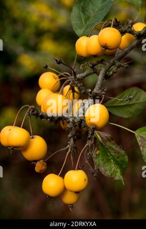Malus 'Butterball' (Crab apple tree), autumn Stock Photo - Alamy