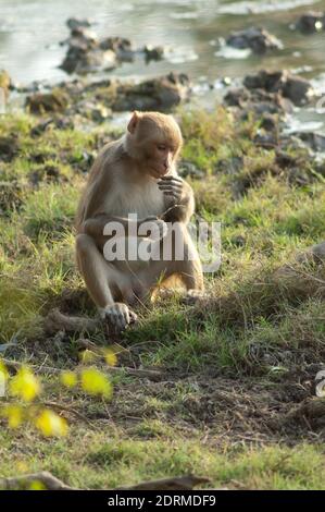 Rhesus monkeys (Macaca mulatta) eat food left behind from Hindu ...