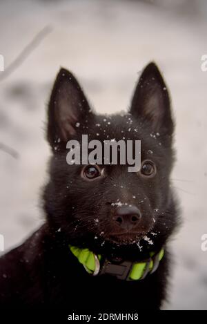 Large Portrait of a black dog, Schipperke, on a background of white ...