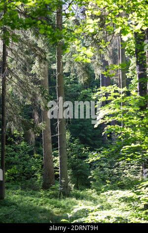 Fichtenwald, Nadelwald, Mischwald, Wald, Fichte, Fichten, Gewöhnliche ...