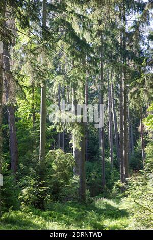 Fichtenwald, Nadelwald, Mischwald, Wald, Fichte, Fichten, Gewöhnliche ...