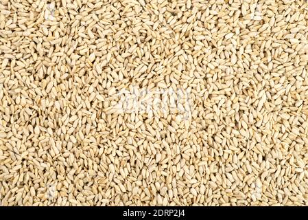 Peeled Sunflower Seeds Texture As Background. Top view Stock Photo - Alamy