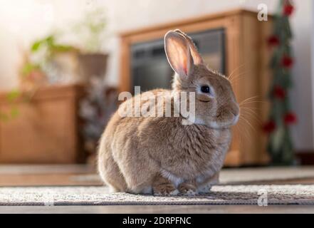 Rufus bunny rabbit poses right in home warm tones mature house rabbit ...