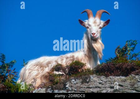 Feral goat, Carradale Bay, Scotland Stock Photo - Alamy