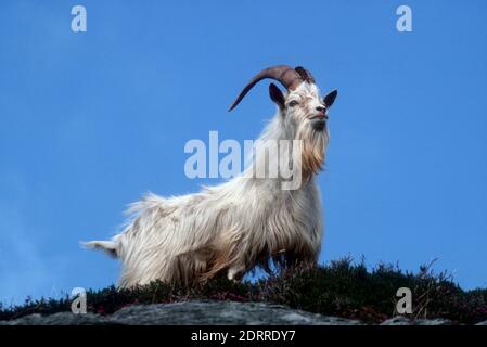 Feral goat, Carradale Bay, Scotland Stock Photo - Alamy