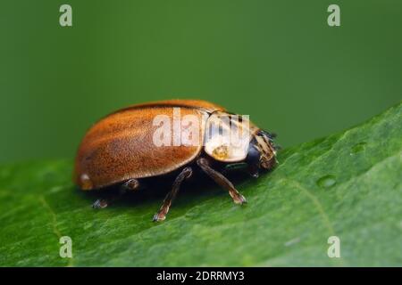 Larch Ladybird (Aphidecta obliterata) at rest on bramble leaf ...