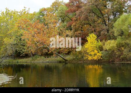 Slow moving creek with overhanging trees in autumn colors Stock Photo ...
