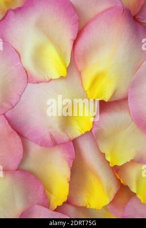 Rose flower (Rosa 'Lovely Lady' Stock Photo - Alamy
