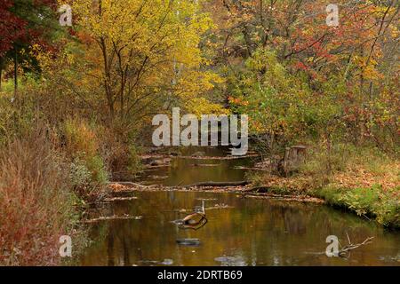 Slow moving creek with overhanging trees in autumn colors Stock Photo ...