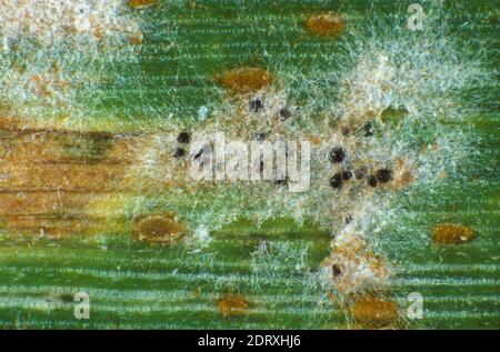 Powdery mildew (Erysiphe graminis) & brown rust (Puccinia triticina) on ...