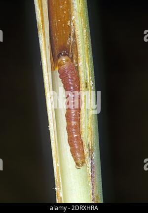 Asiatic pink or purple stem borer (Sesamia inferens) caterpillar inside ...